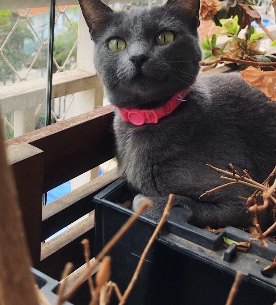 Pet Model Brasil › Grace