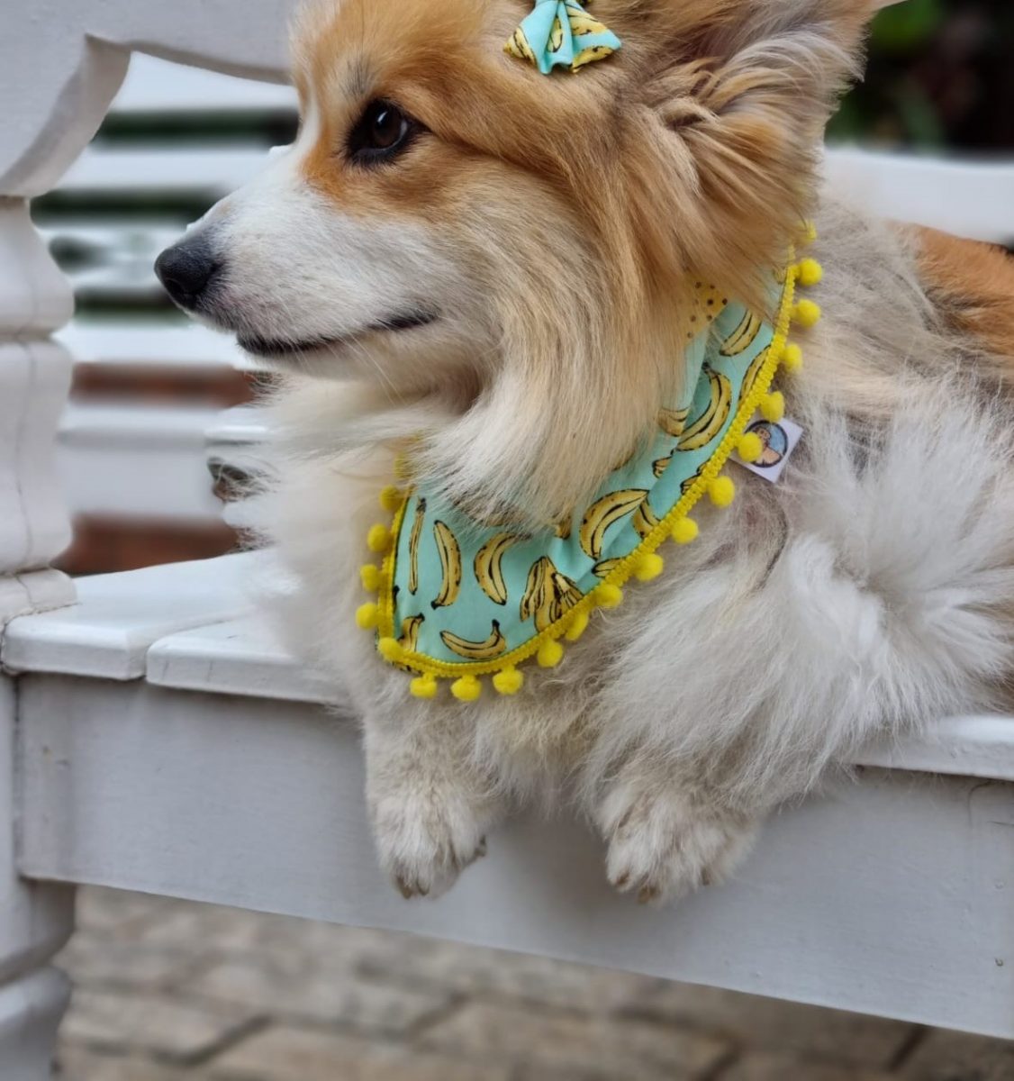 Pet Model Brasil › Emma