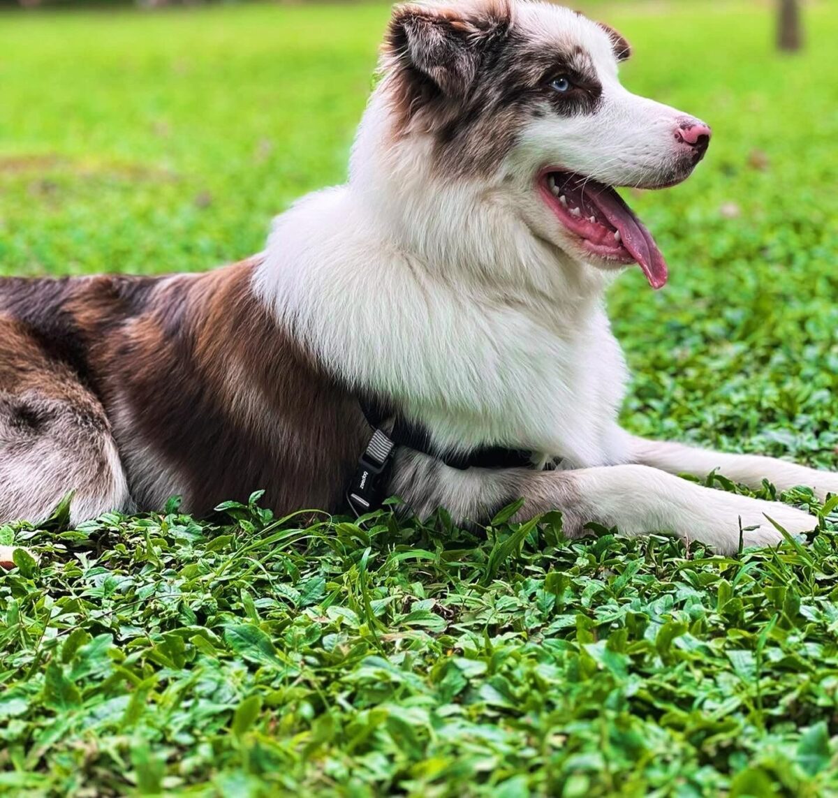 Pet Model Brasil › Dom