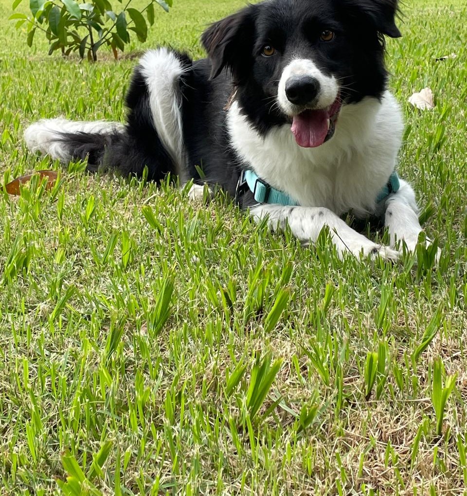 Pet Model Brasil › Alaska